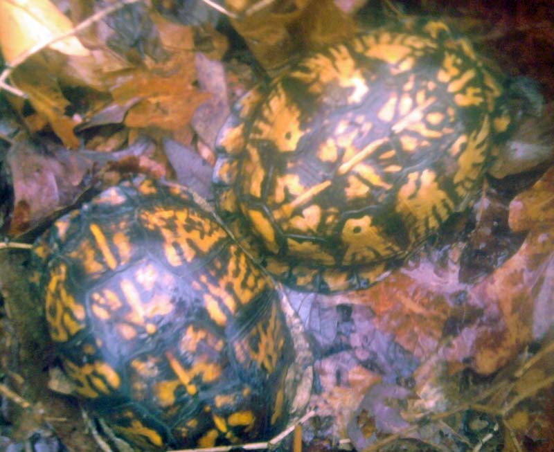 Two Box Turtles - Box Turtle World