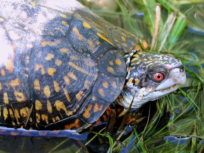 Gulf Coast Box Turtle_looks like T. c. putnami - Box Turtle World