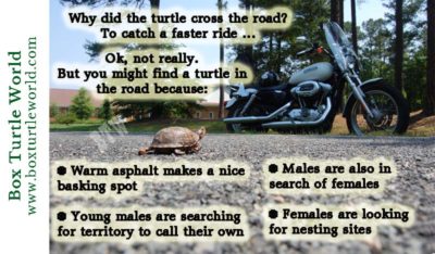 Why Did the Turtle Cross the Road? | Box Turtle World